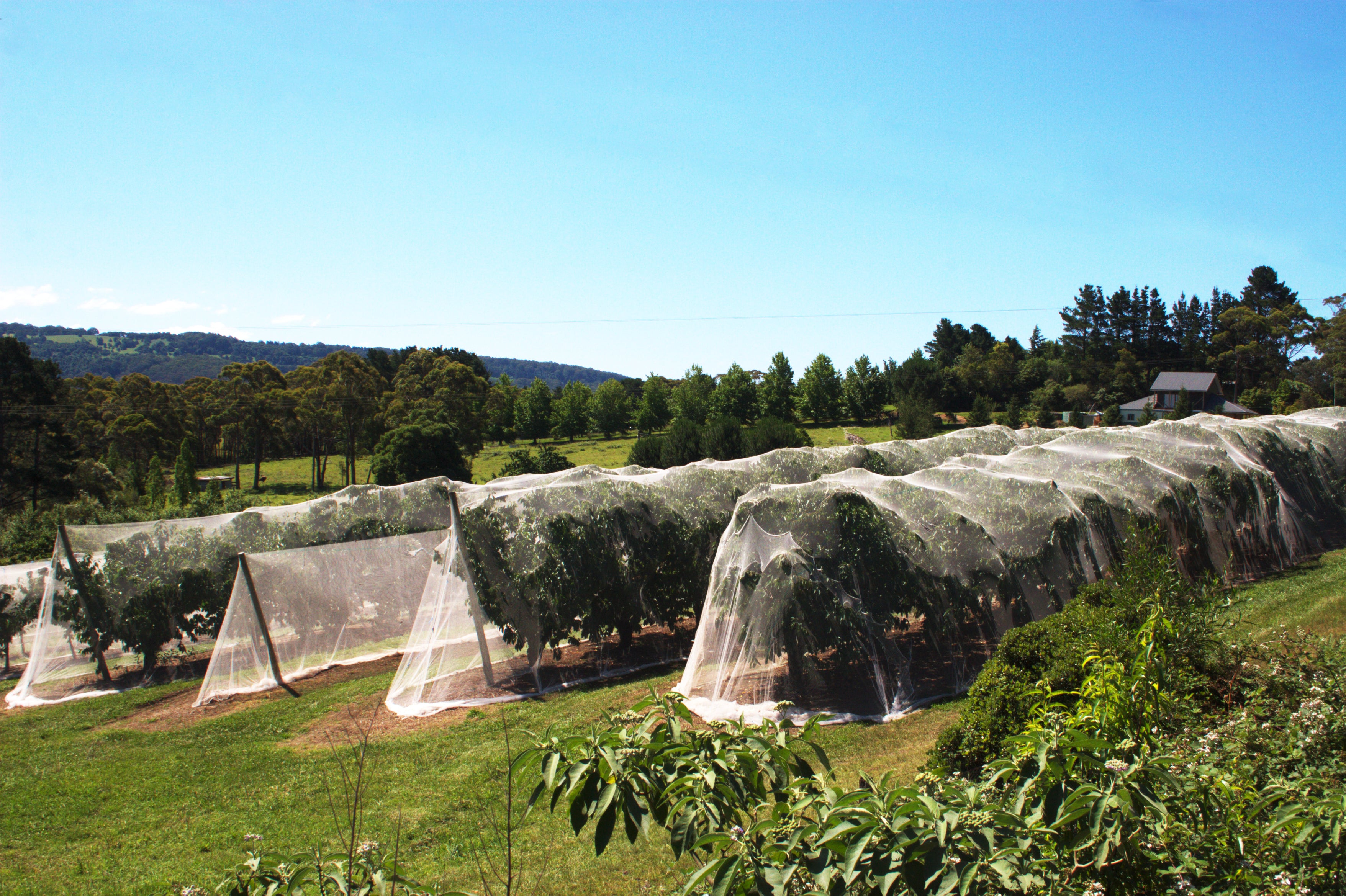 Vineyard, Orchard & Garden Netting – Quatra Netting