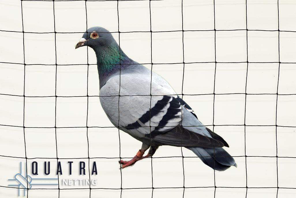 Aquaculture / Pool / Pond Duck Exclusion Netting 50mm 6Ply: 10m x 10m ...